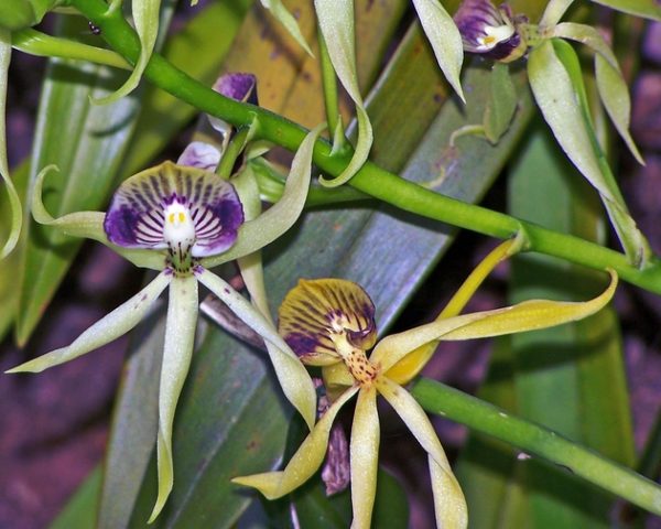 Maya Island Air | The National Symbols of Belize