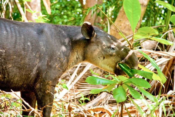 Maya Island Air | The National Symbols of Belize